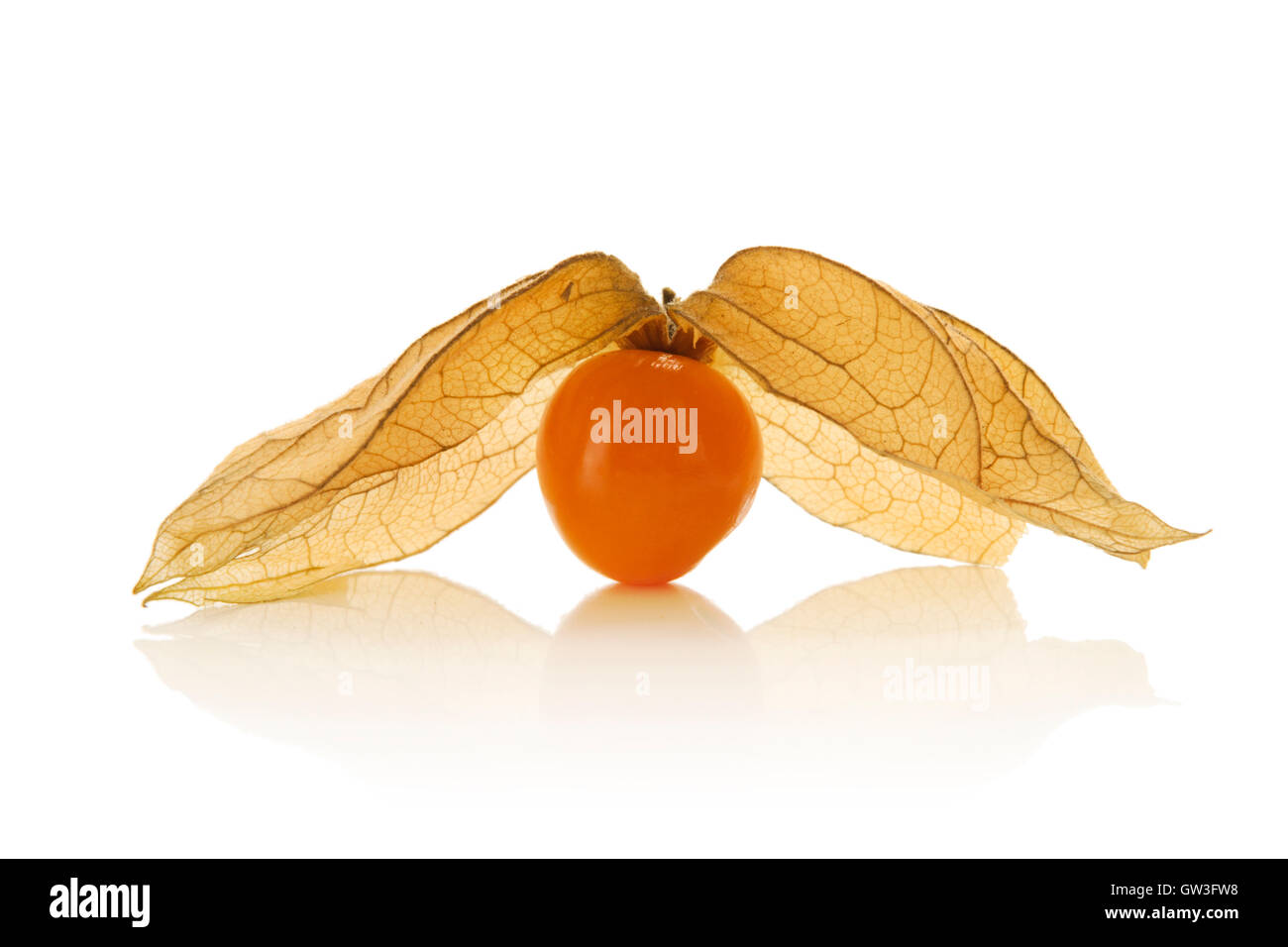physalis isolated over white background Stock Photo - Alamy