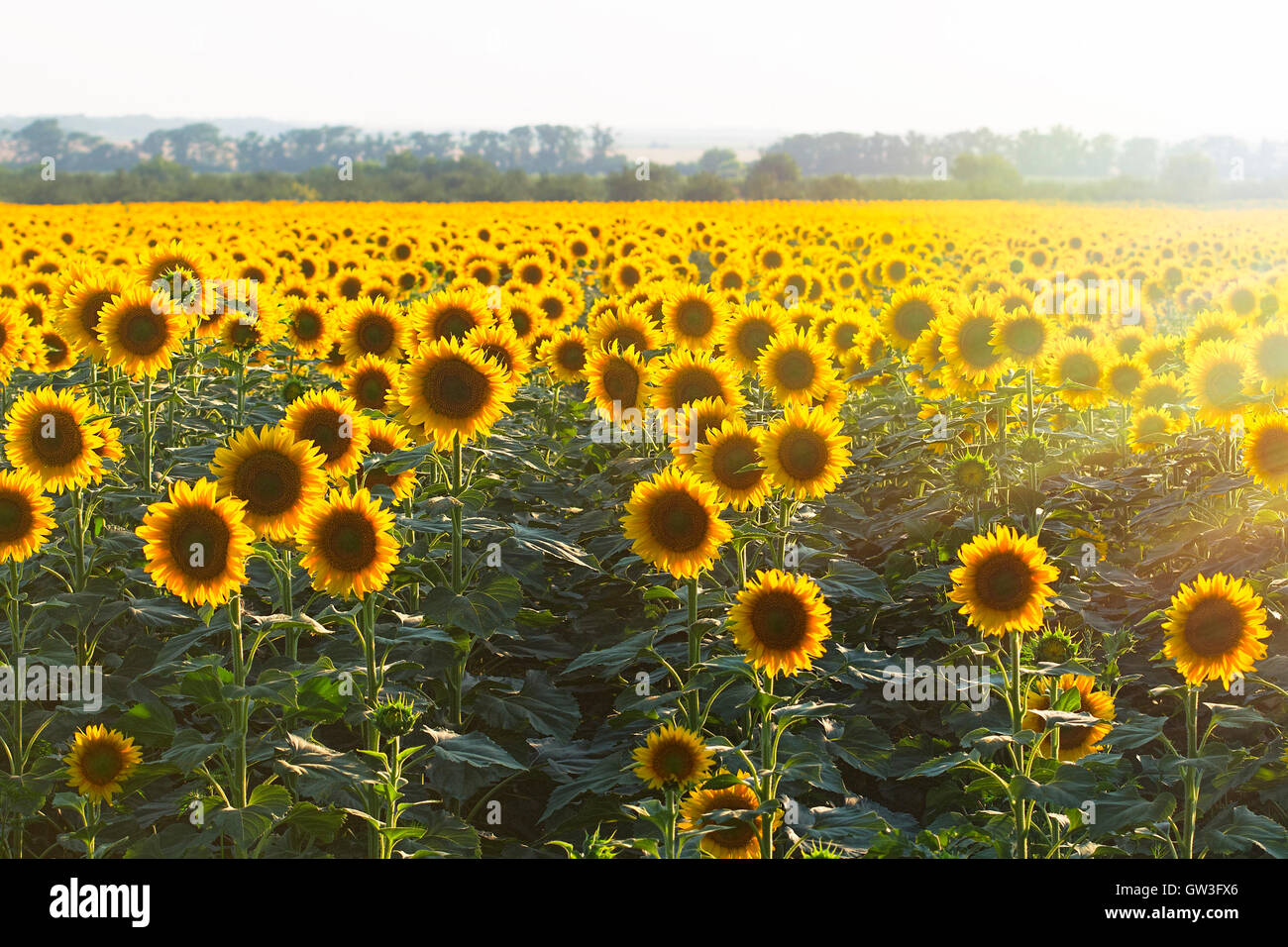 Field of blooming sunflowers in the sun beams Stock Photo - Alamy