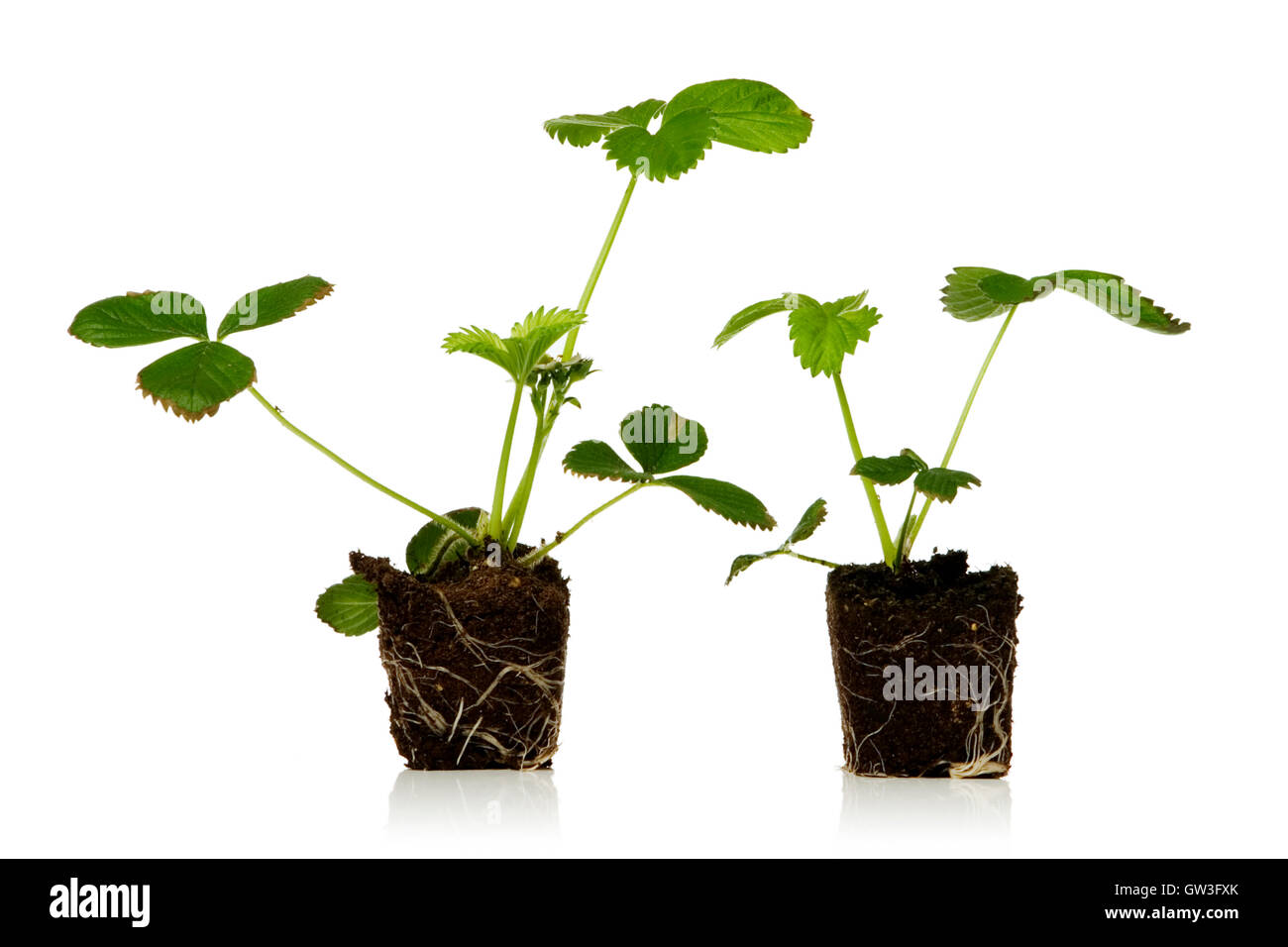 strawberry plant isolated over white background Stock Photo - Alamy