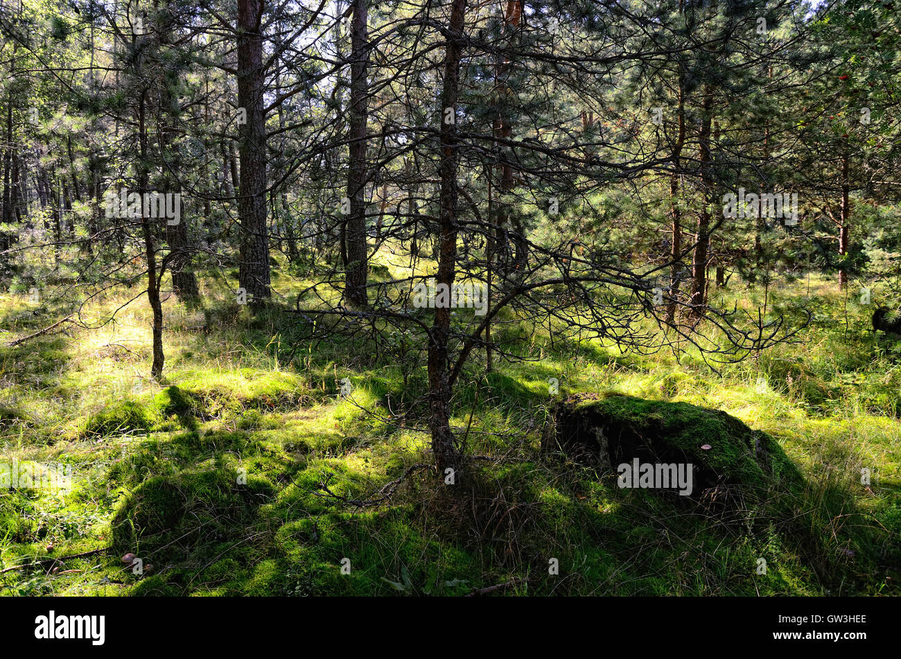 Ground pine hi-res stock photography and images - Alamy