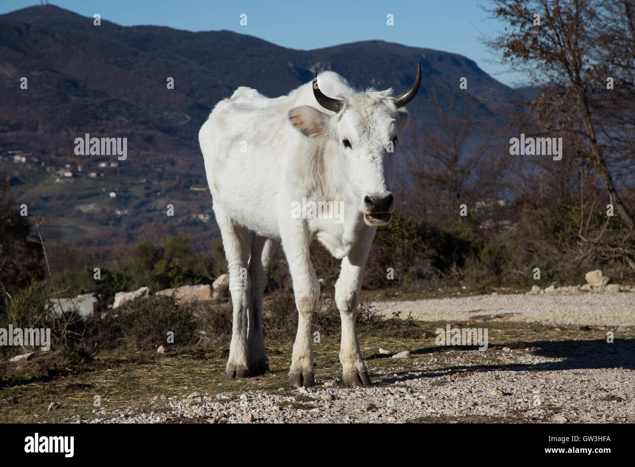 Mountain cow in the wild Stock Photo - Alamy