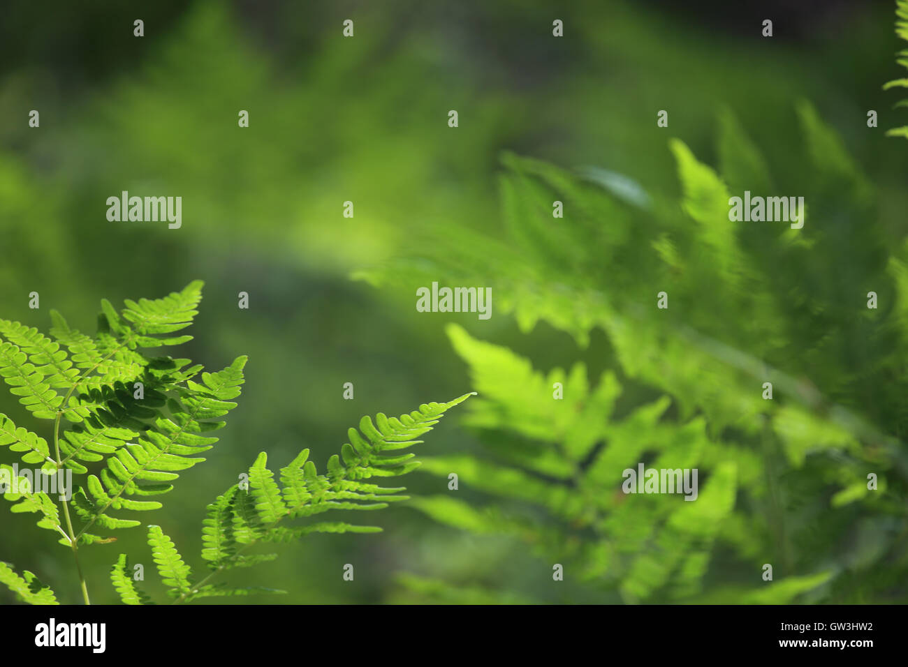 Close up of beautiful summer fern leaves in forest Stock Photo - Alamy