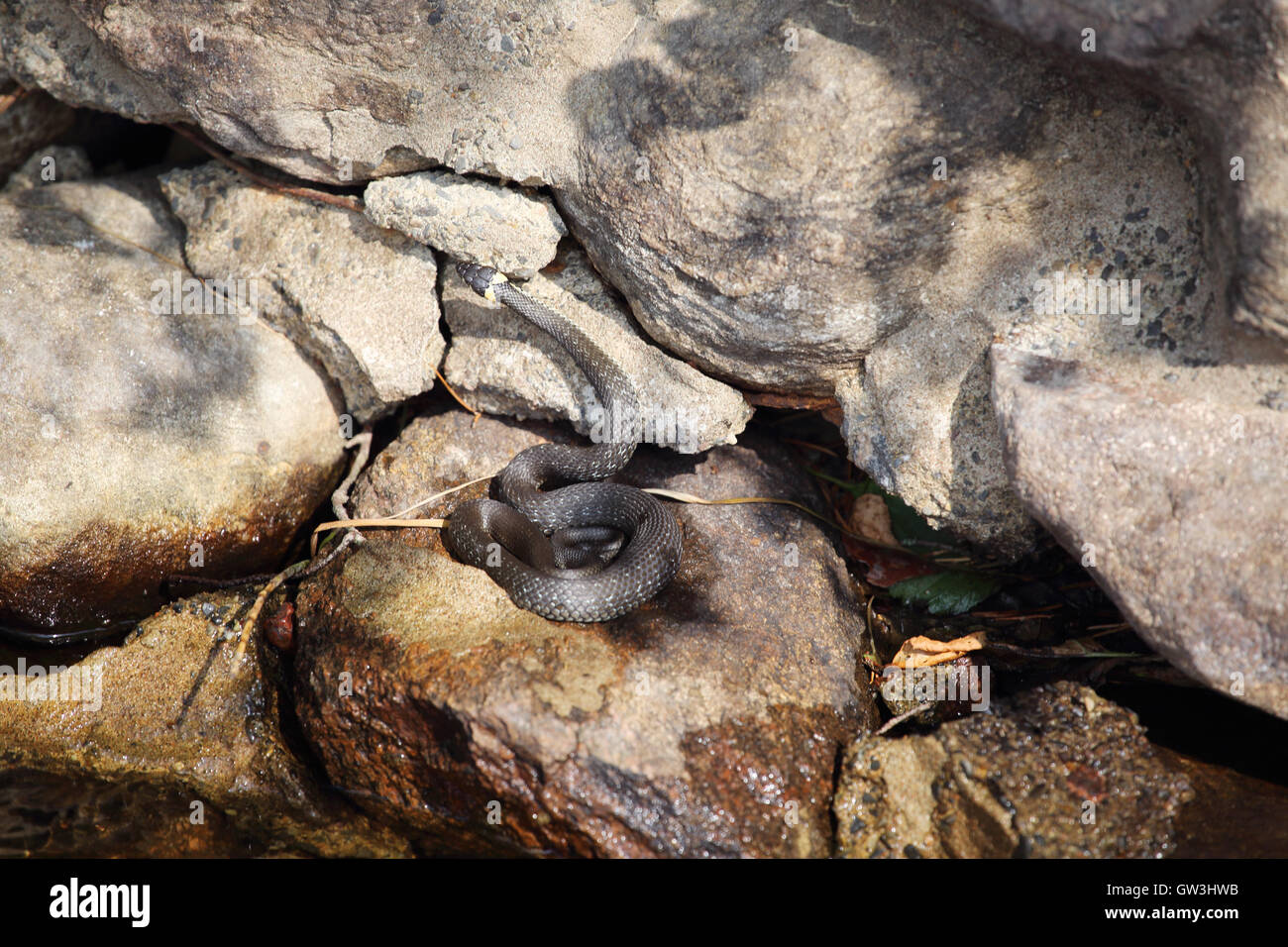 Snake lying on the grass hi-res stock photography and images - Alamy