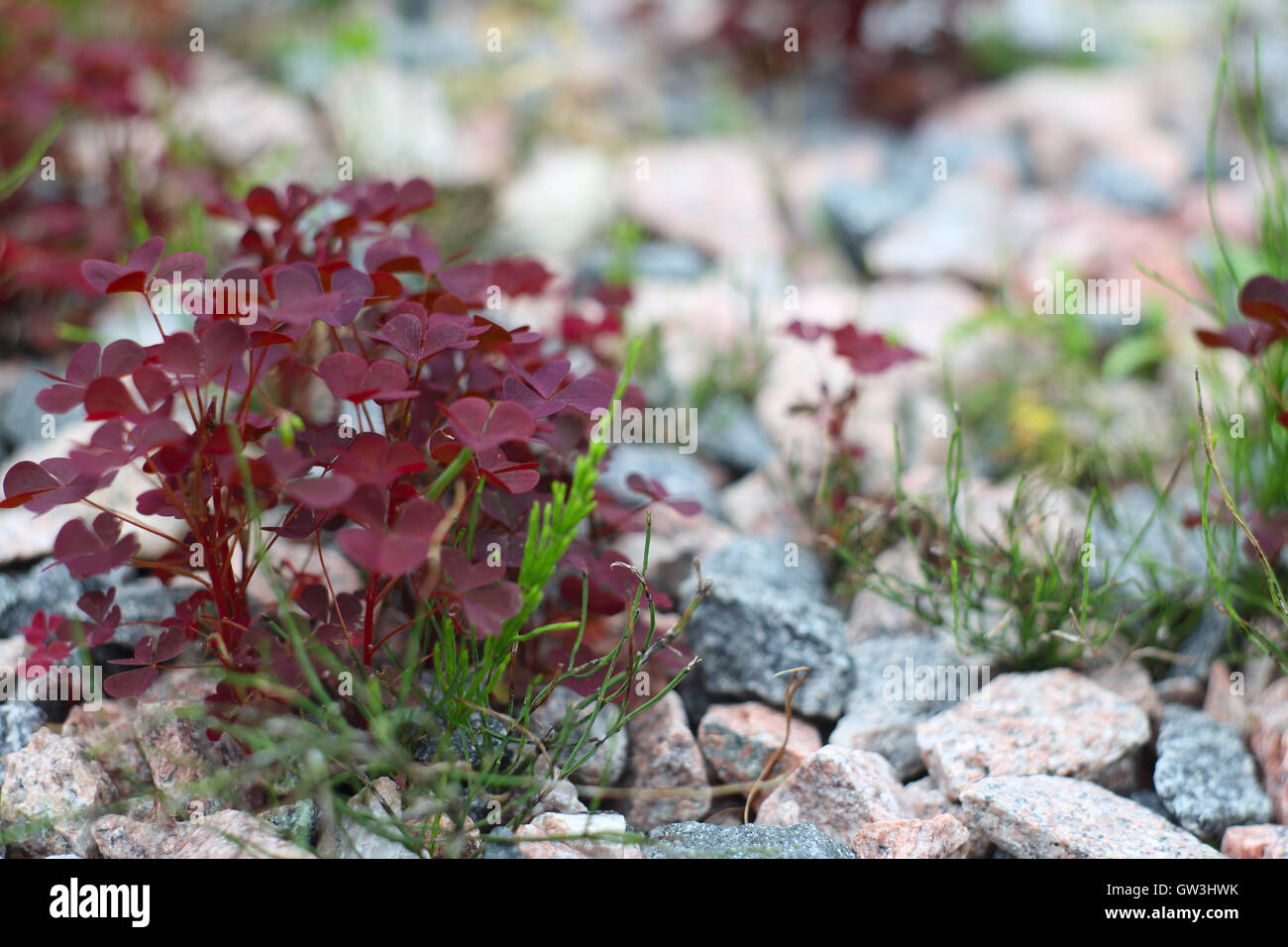 Red Orpine plant growing at stones in garden Stock Photo - Alamy