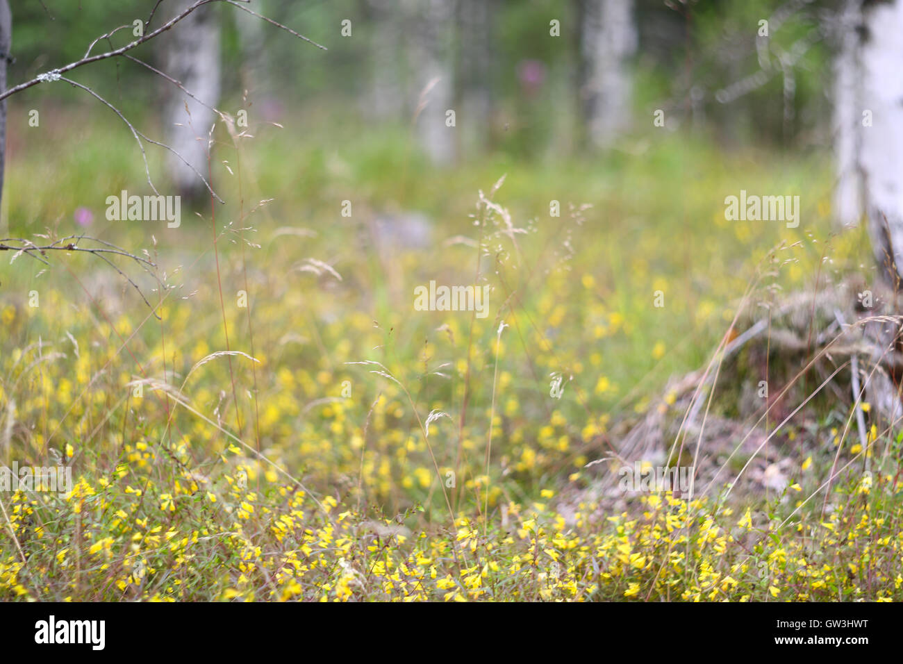 Beautiful summer bloom hi-res stock photography and images - Alamy