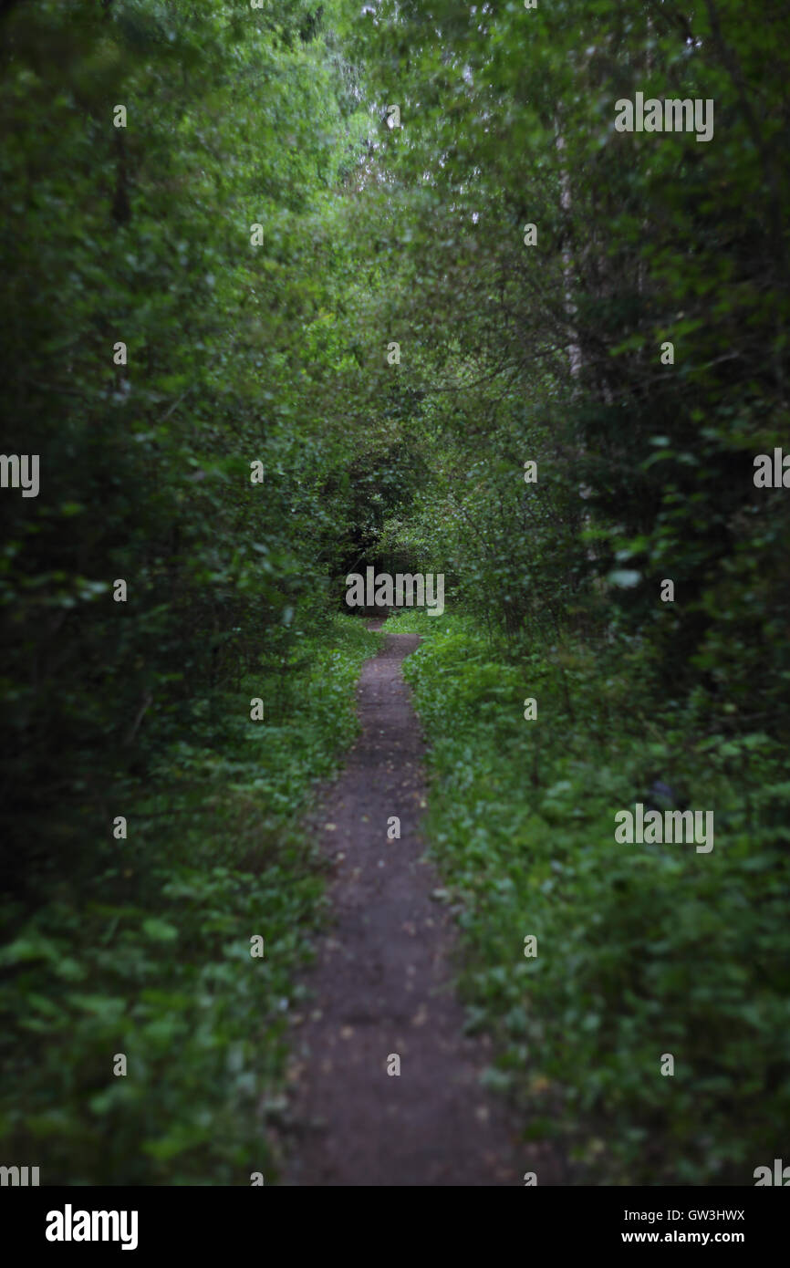 Narrow footpath in dark wild summer forest Stock Photo - Alamy