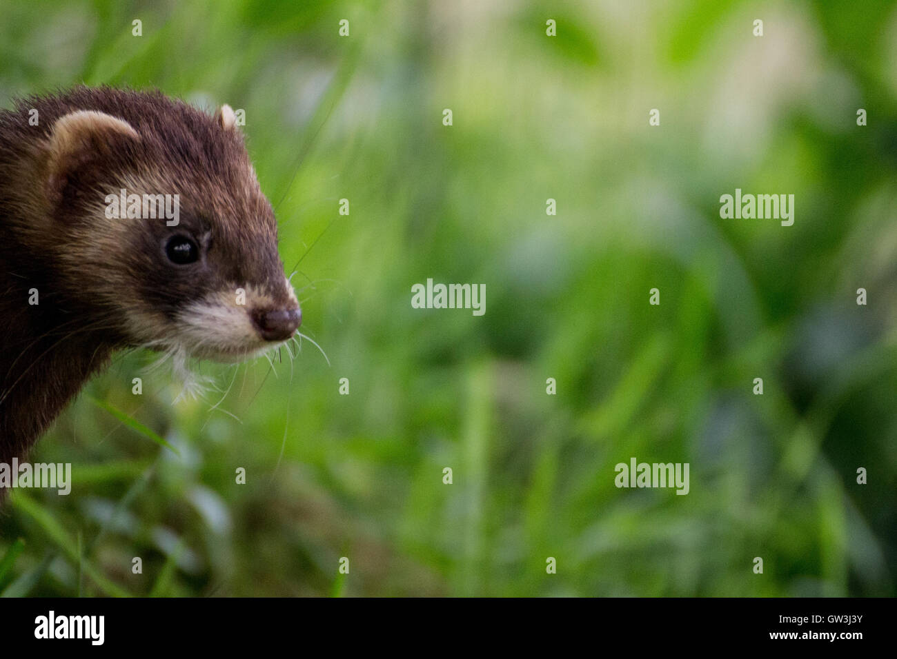 Mammal british wildlife carnivore predator hi-res stock photography and ...