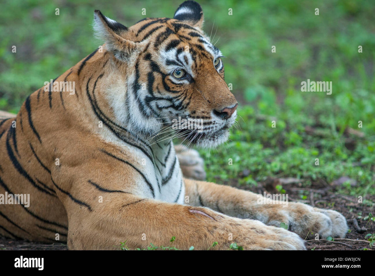 Bengal Tigress Machali Portrait Ranthambhore Forest, India. ( Panthera ...