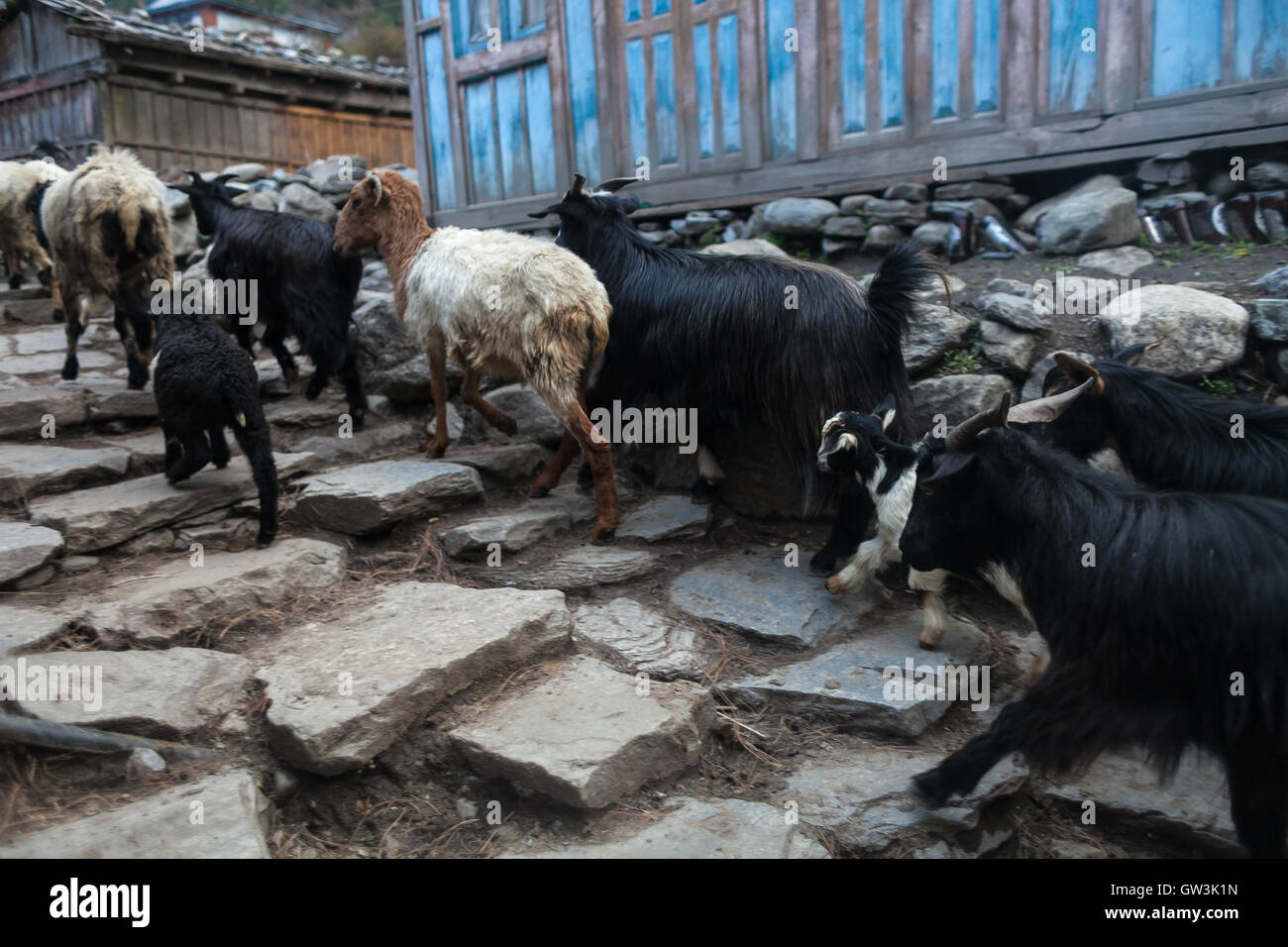 Caravan animal hi-res stock photography and images - Alamy