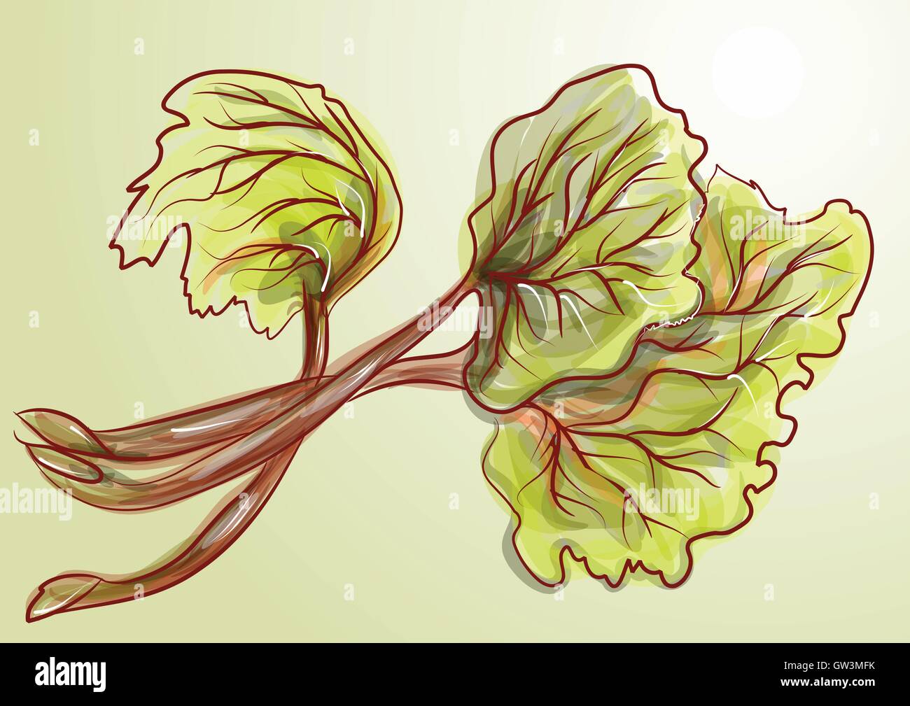 Rhubarb plant drawing hi-res stock photography and images - Alamy