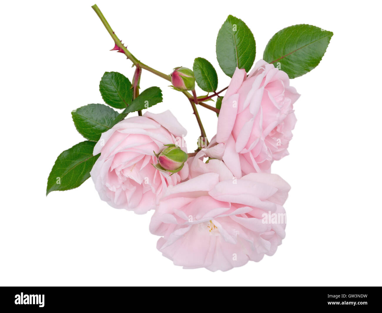 Three pale pink rose flowers and buds isolated on white Stock Photo - Alamy