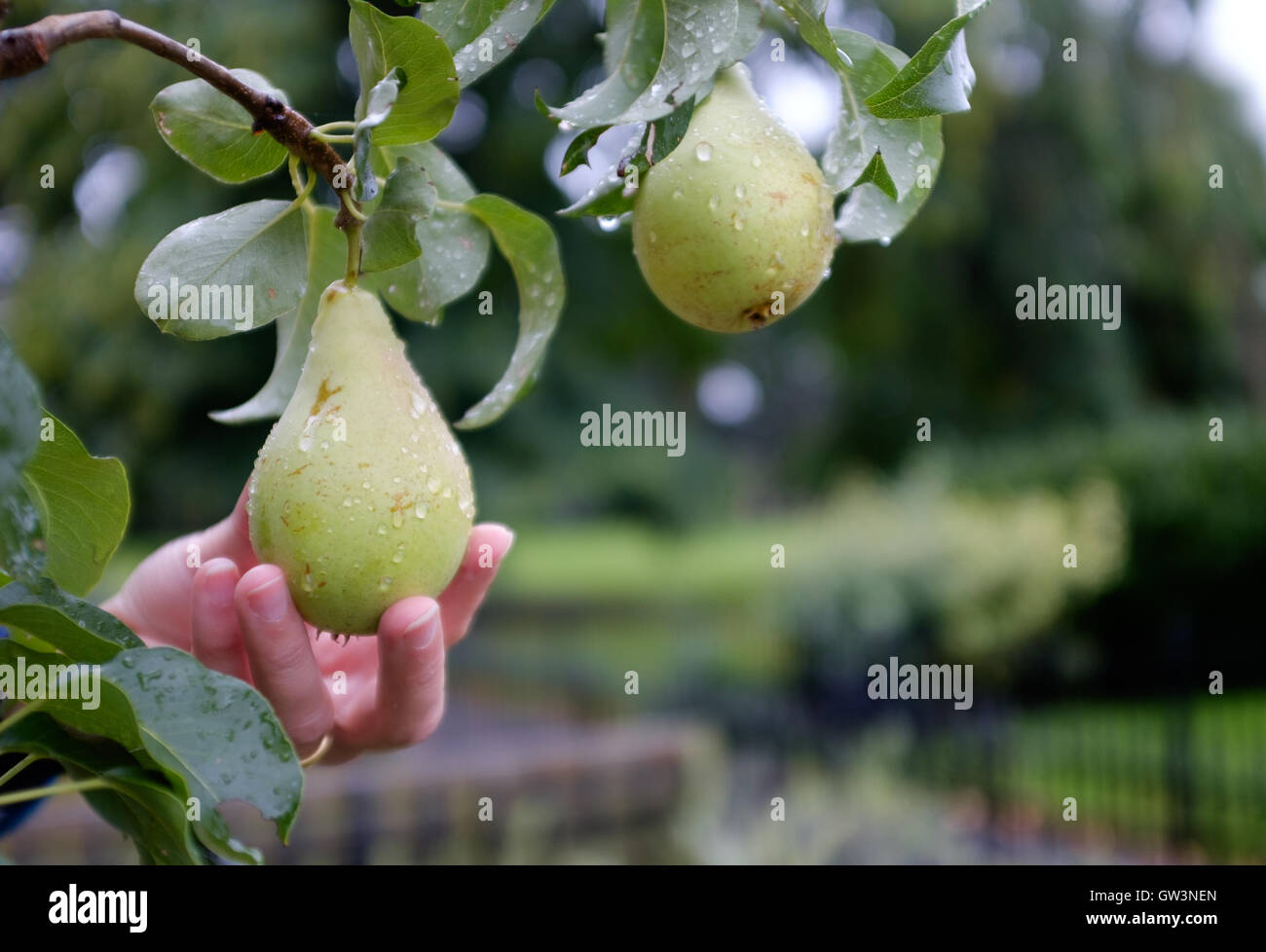 Pear with raindrops hi-res stock photography and images - Alamy
