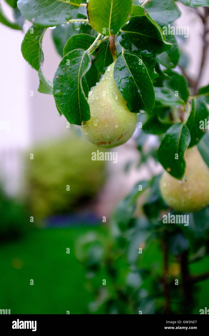 British pears fruit hi-res stock photography and images - Alamy