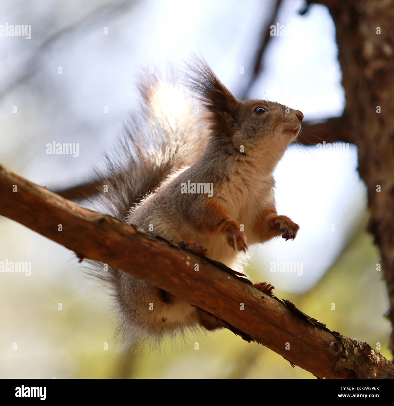 Squirrel in a forest in the wild Stock Photo - Alamy