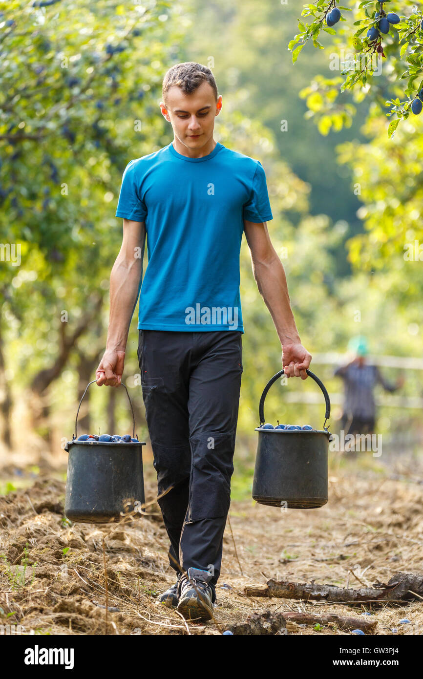 Teenage boy carrying buckets with blue plums at harvest Stock Photo - Alamy