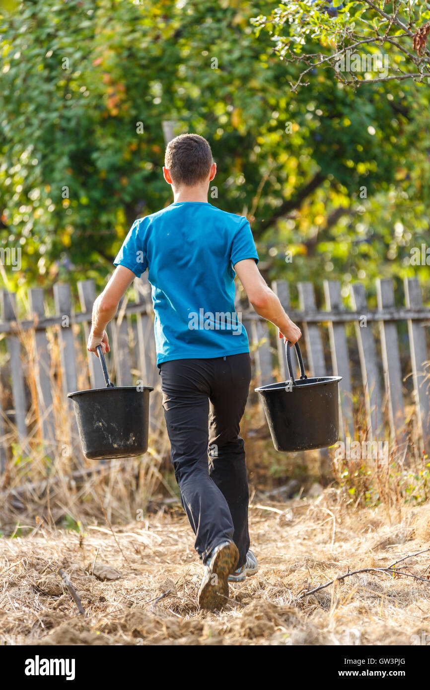 Teenage boy carrying buckets with blue plums at harvest Stock Photo - Alamy