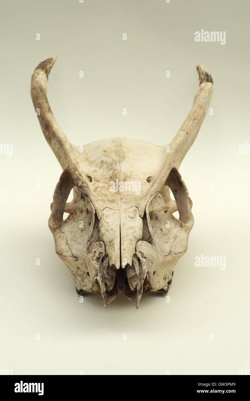 Muntjac Deer Skull