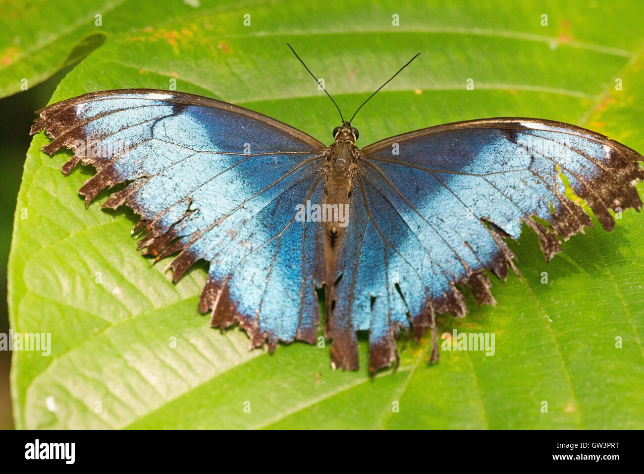 blue colored butterfly sitting on leaf, Netherlands Stock Photo - Alamy