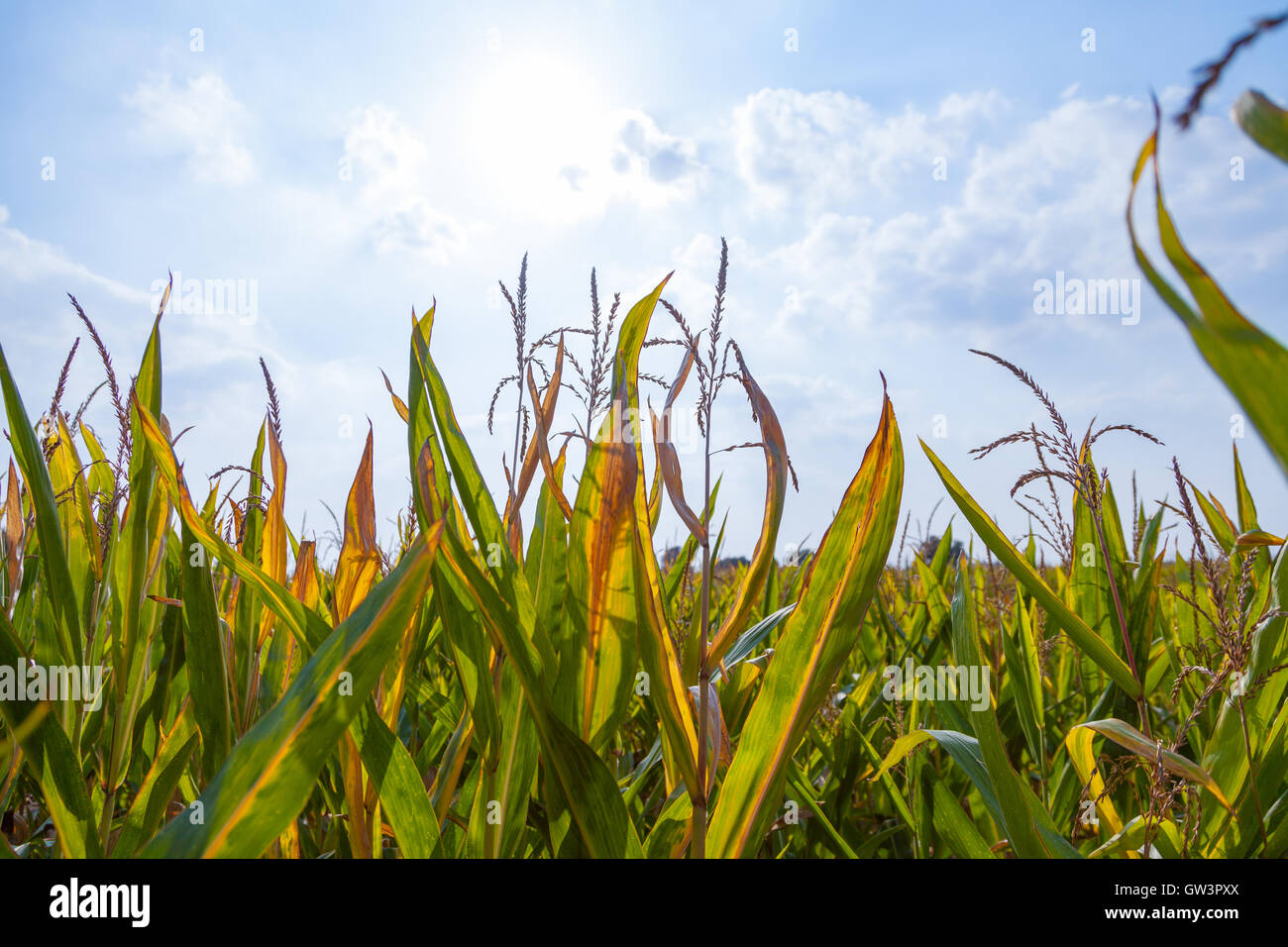 corn field with blue sky in the background Stock Photo - Alamy