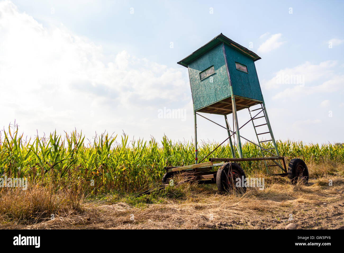 deer stand on a field Stock Photo - Alamy