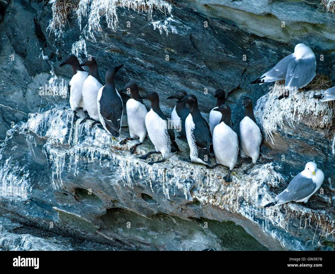 Kittiwakes and Common Guillemots seabirds perched on sea cliffs at Pig ...