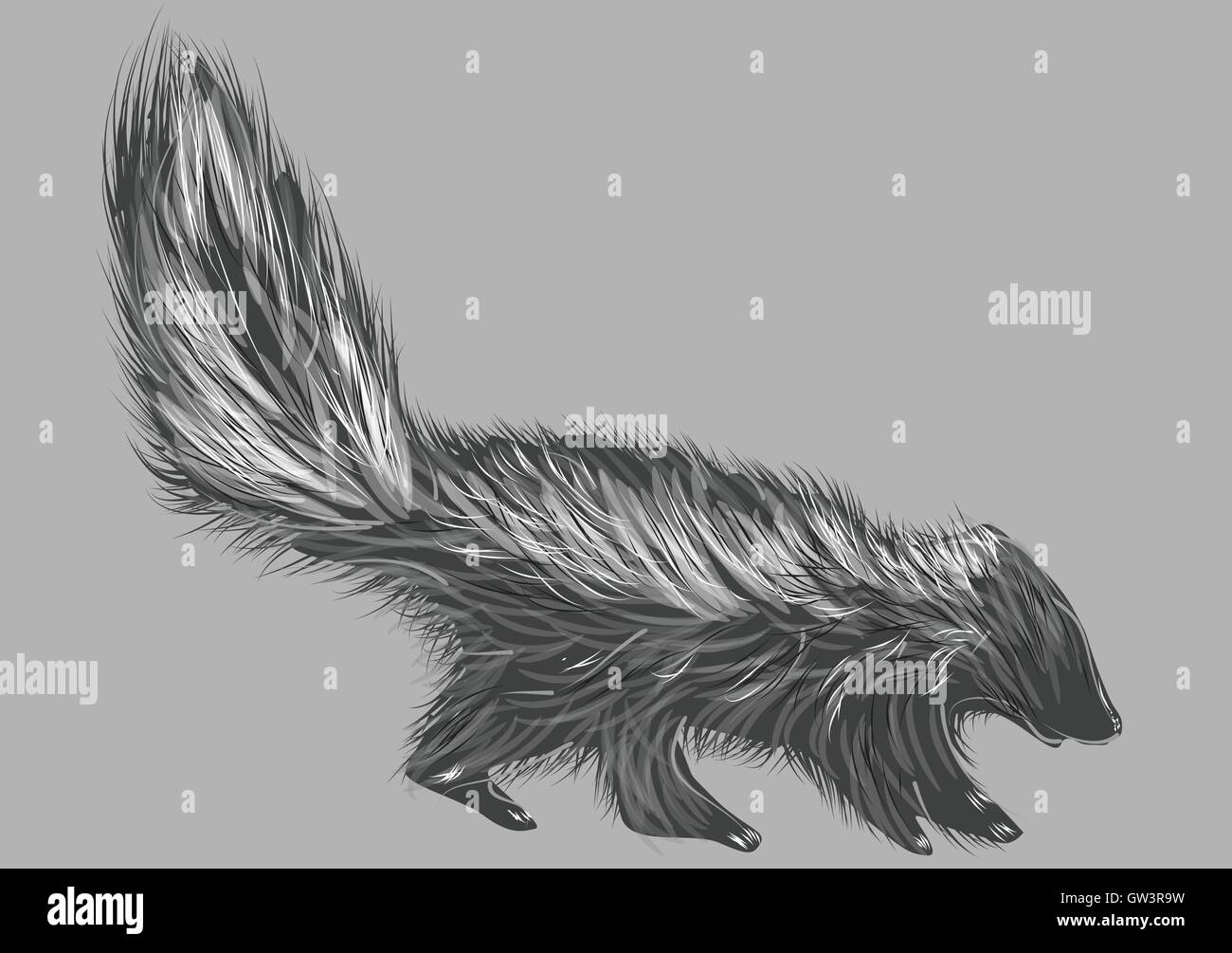 skunk isolated on grey background. 10 EPS Stock Vector Image & Art - Alamy