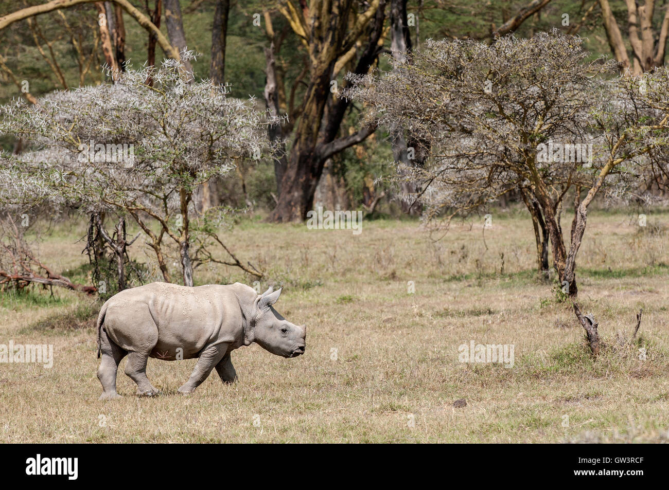 Baby rhino hi-res stock photography and images - Alamy