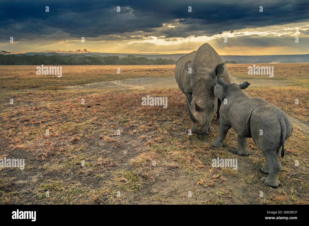 Rhinoceros and Baby Stock Photo - Alamy