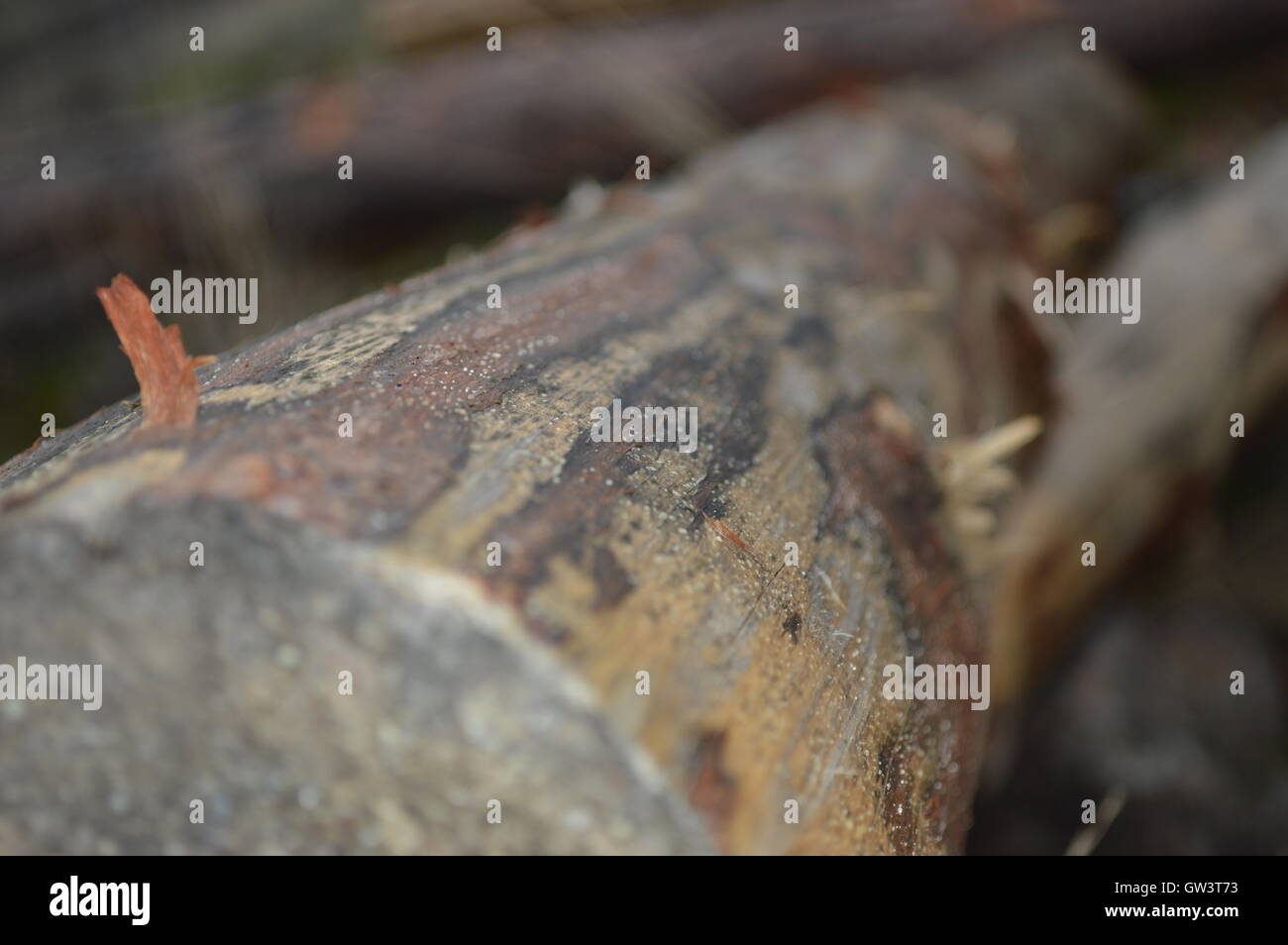 Round log hi-res stock photography and images - Alamy