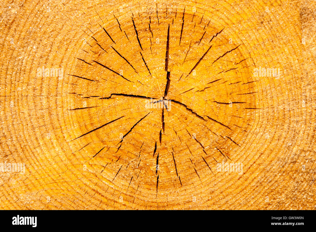 Wood texture in cross section cut a tree trunk Stock Photo - Alamy