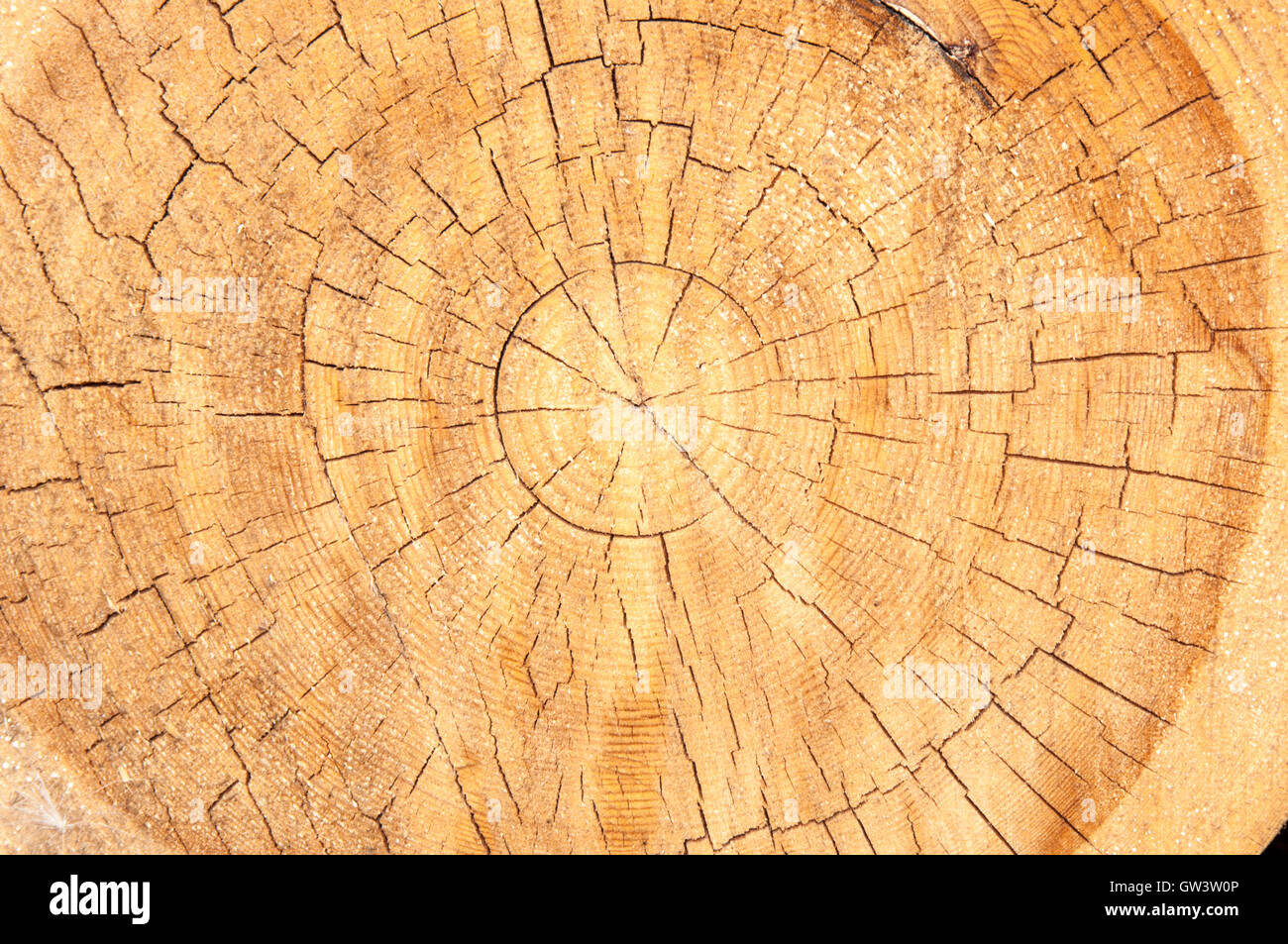 Wood texture in cross section cut a tree trunk Stock Photo - Alamy