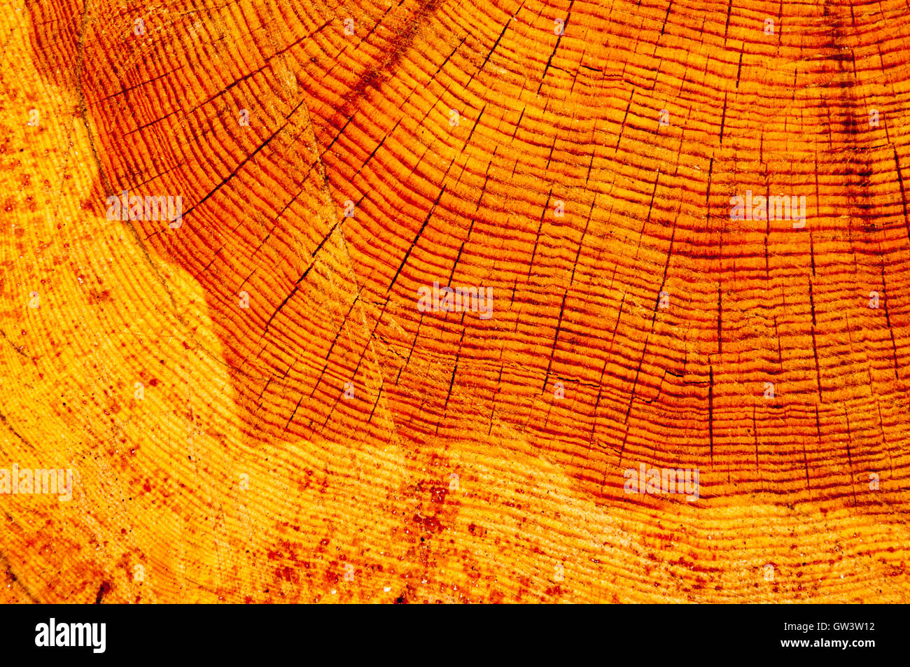 Wood texture in cross section cut a tree trunk Stock Photo - Alamy