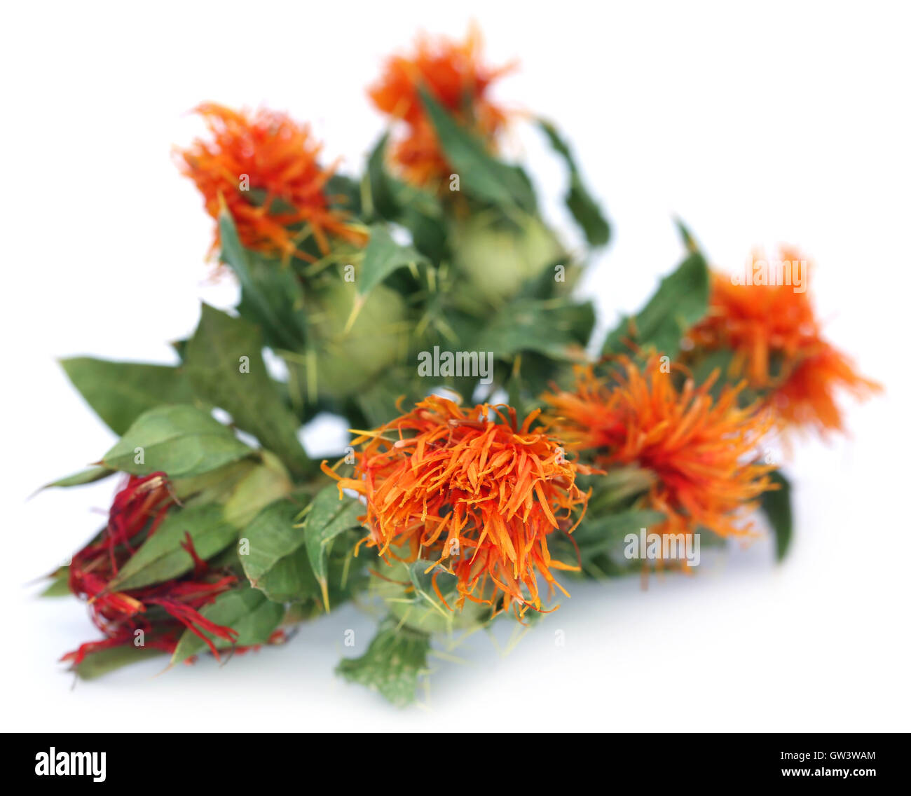 Safflower with leaves over white background Stock Photo - Alamy
