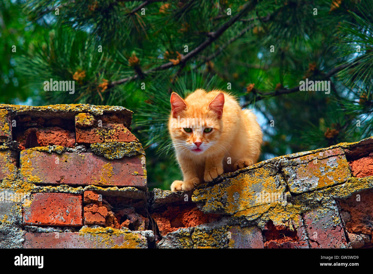 Red cat sitting on brick fence Stock Photo - Alamy
