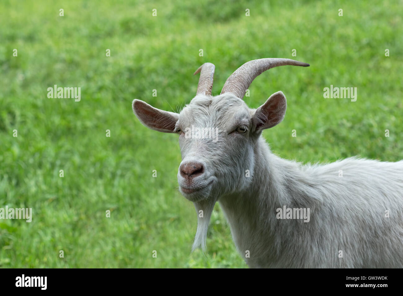 White horned goat on the green grass Stock Photo - Alamy