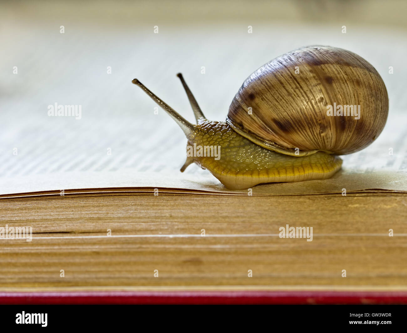 Snail crawling on the open page of abook Stock Photo - Alamy