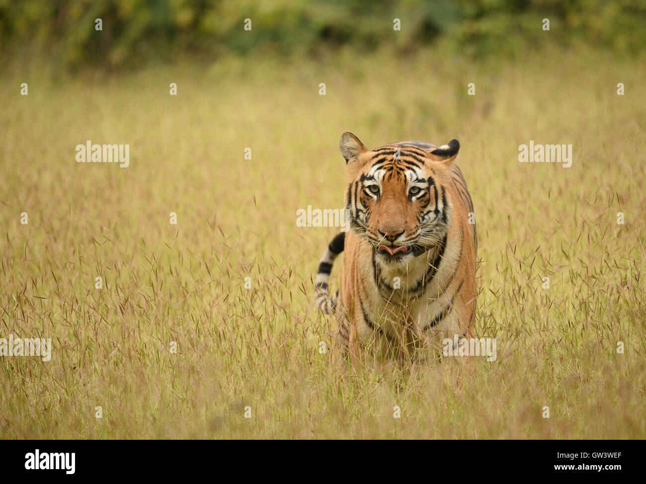 Funny tiger hi-res stock photography and images - Alamy