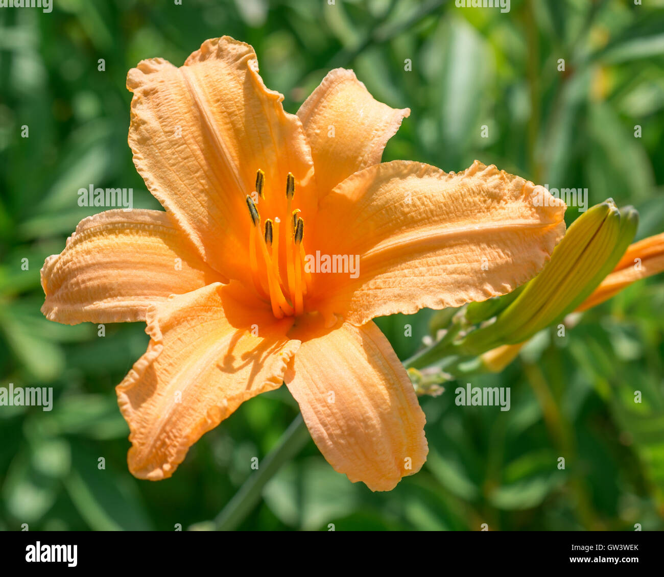 Lily flower close-up in the garden Stock Photo - Alamy
