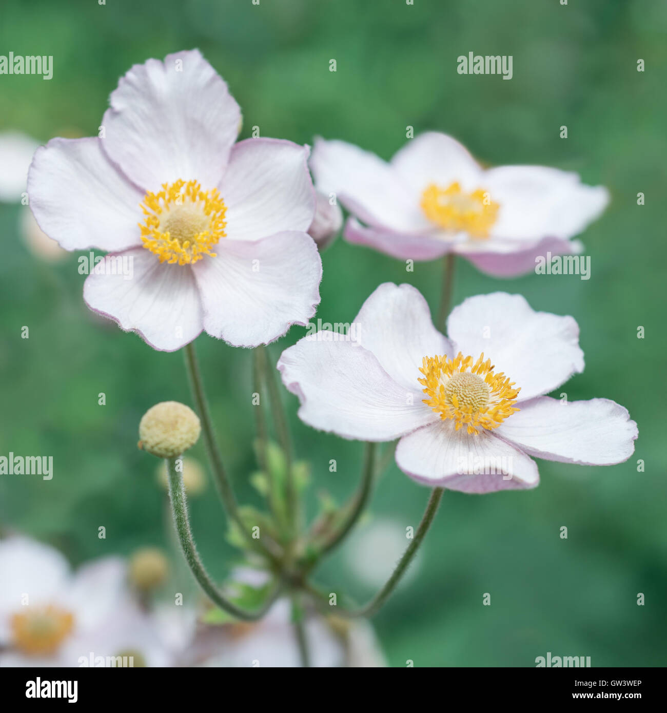 Night anemones hi-res stock photography and images - Alamy