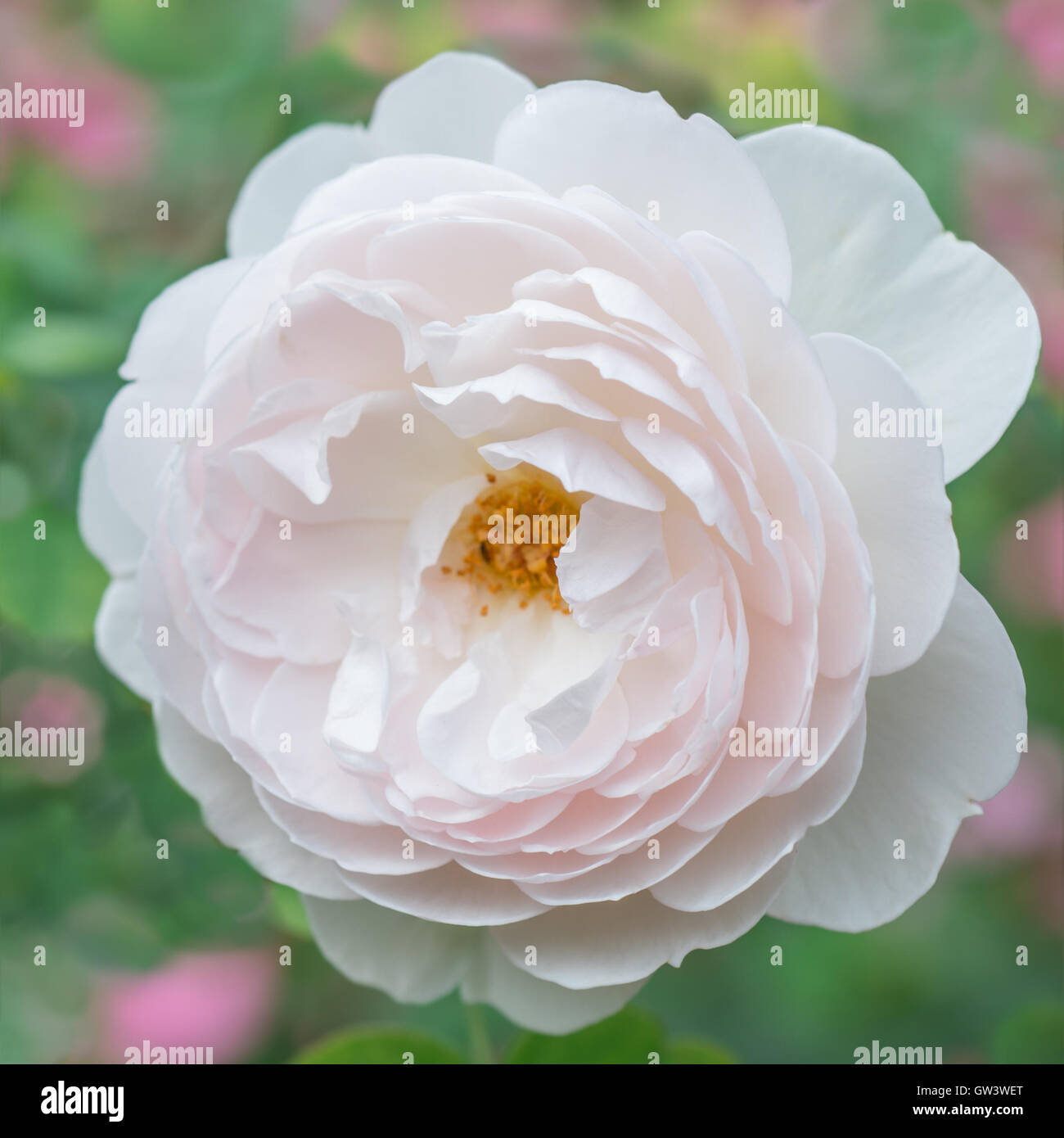 Flower white rose Stock Photo - Alamy