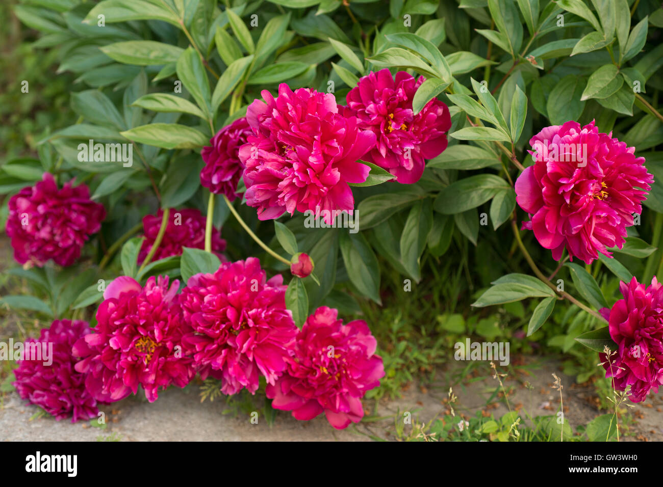 Flowers pink peonies in the garden Stock Photo - Alamy