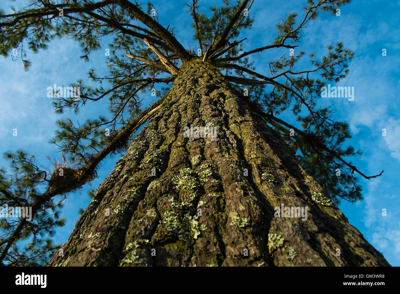 big tree and blue sky Stock Photo - Alamy