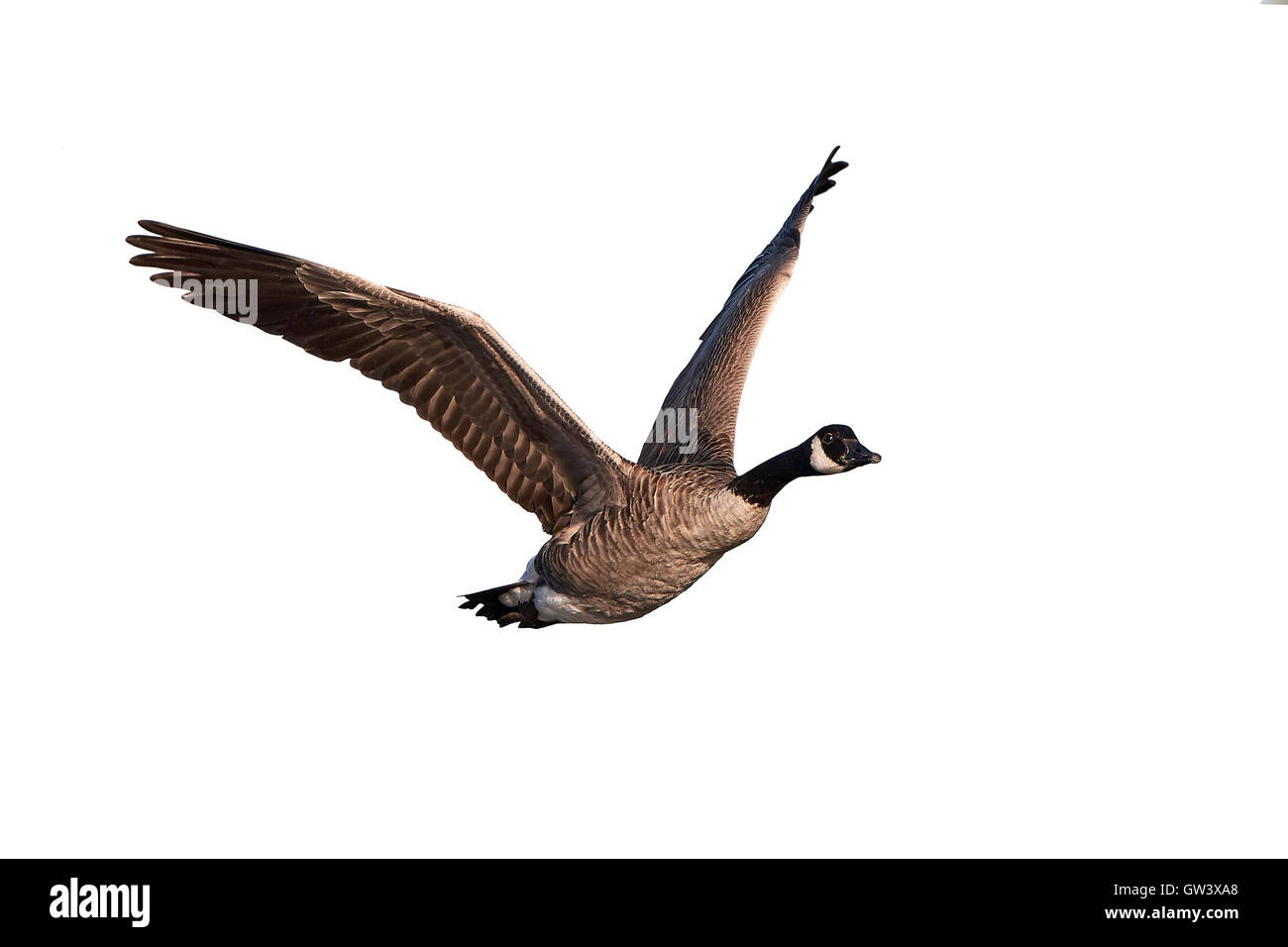 Canada goose in flight isolated on a white background Stock Photo - Alamy
