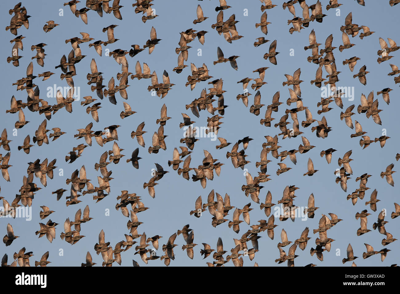 Starlings in flight hi-res stock photography and images - Alamy