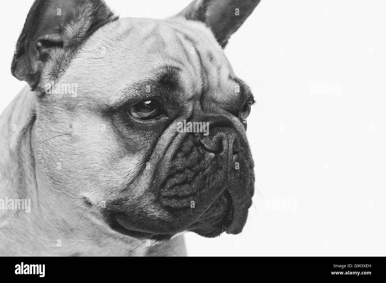 French bulldog cut out Black and White Stock Photos & Images - Alamy