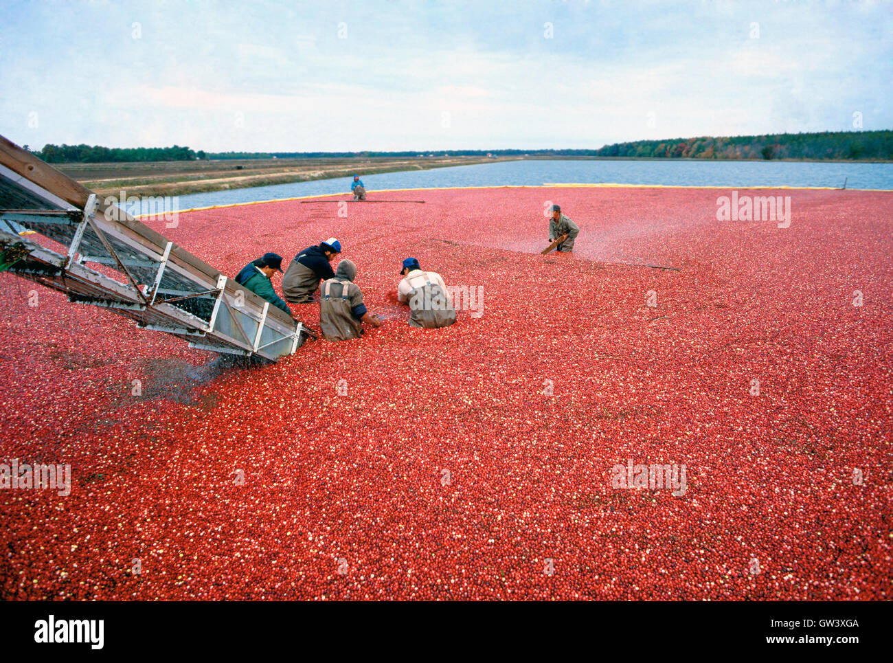 Cranberry farms hi-res stock photography and images - Alamy