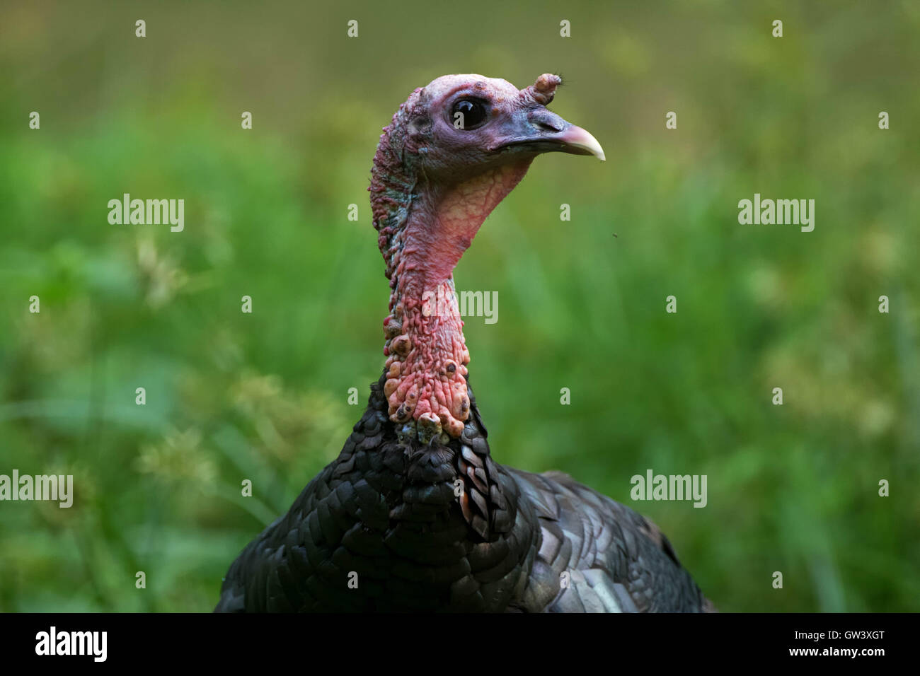 Wild turkey head white hi-res stock photography and images - Alamy