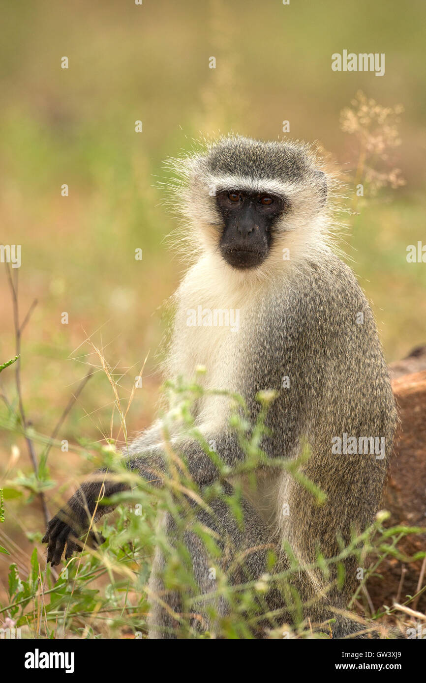 A Vervet Monkey in the Kruger National Park, South Africa Stock Photo ...