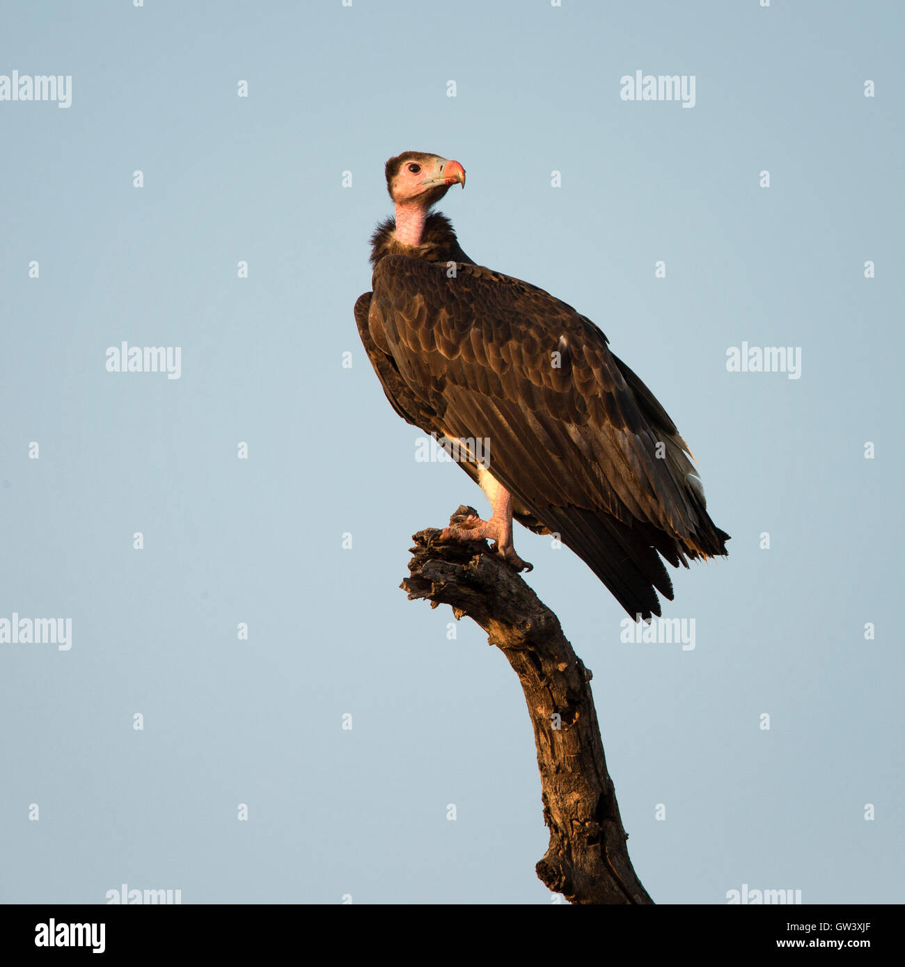 Lappet faced vulture perched hi-res stock photography and images - Alamy