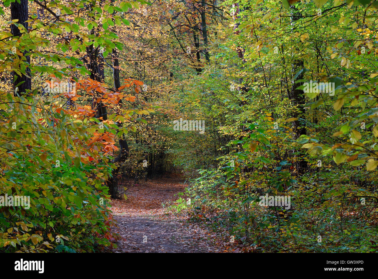 Autumn in forest Stock Photo - Alamy